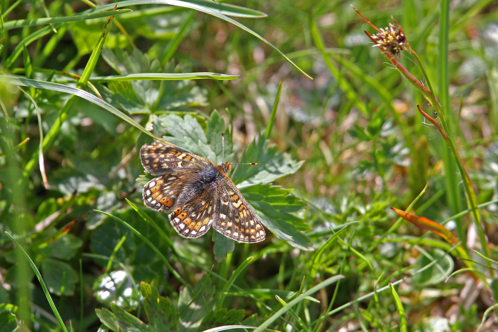 Marsh Fritillary from 87561 Oberstdorf, Deutschland on July 3, 2010 at ...
