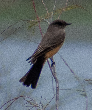 Say's Phoebe from Falcon State Park, 146 Park Rd 46, Falcon Heights, TX ...