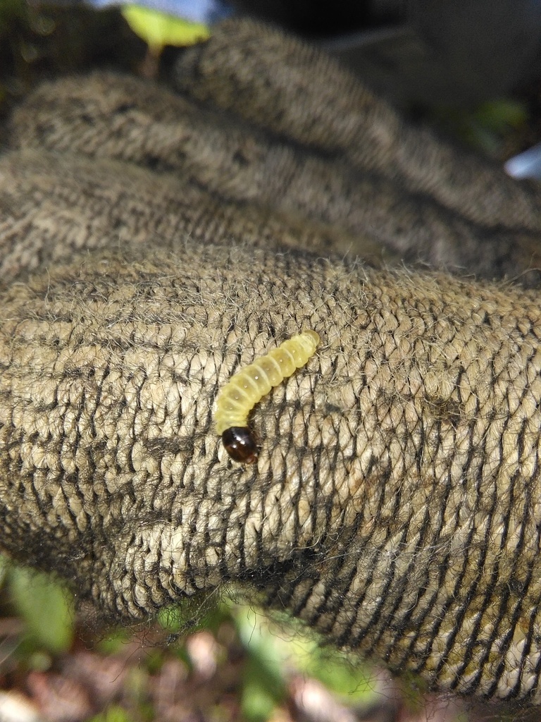 Butterflies and Moths from Cordilleras de La Sierra Maestra, Cuba on ...
