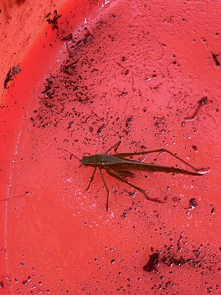 Grasshoppers, Crickets, and Katydids from W Smith Rd, Medina, OH, US on ...