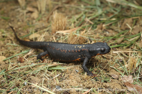 Okinawa Sword-tailed Newt (Subspecies Cynops ensicauda popei) · iNaturalist