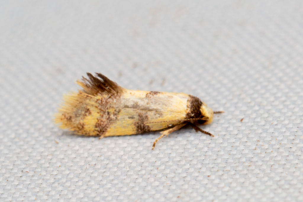 Fungus Moths, Clothes Moths, & Allies from Carrington Falls, NSW on ...