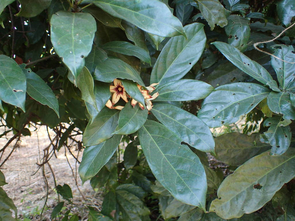 kolanut (Cola nitida) - Botanical Realm