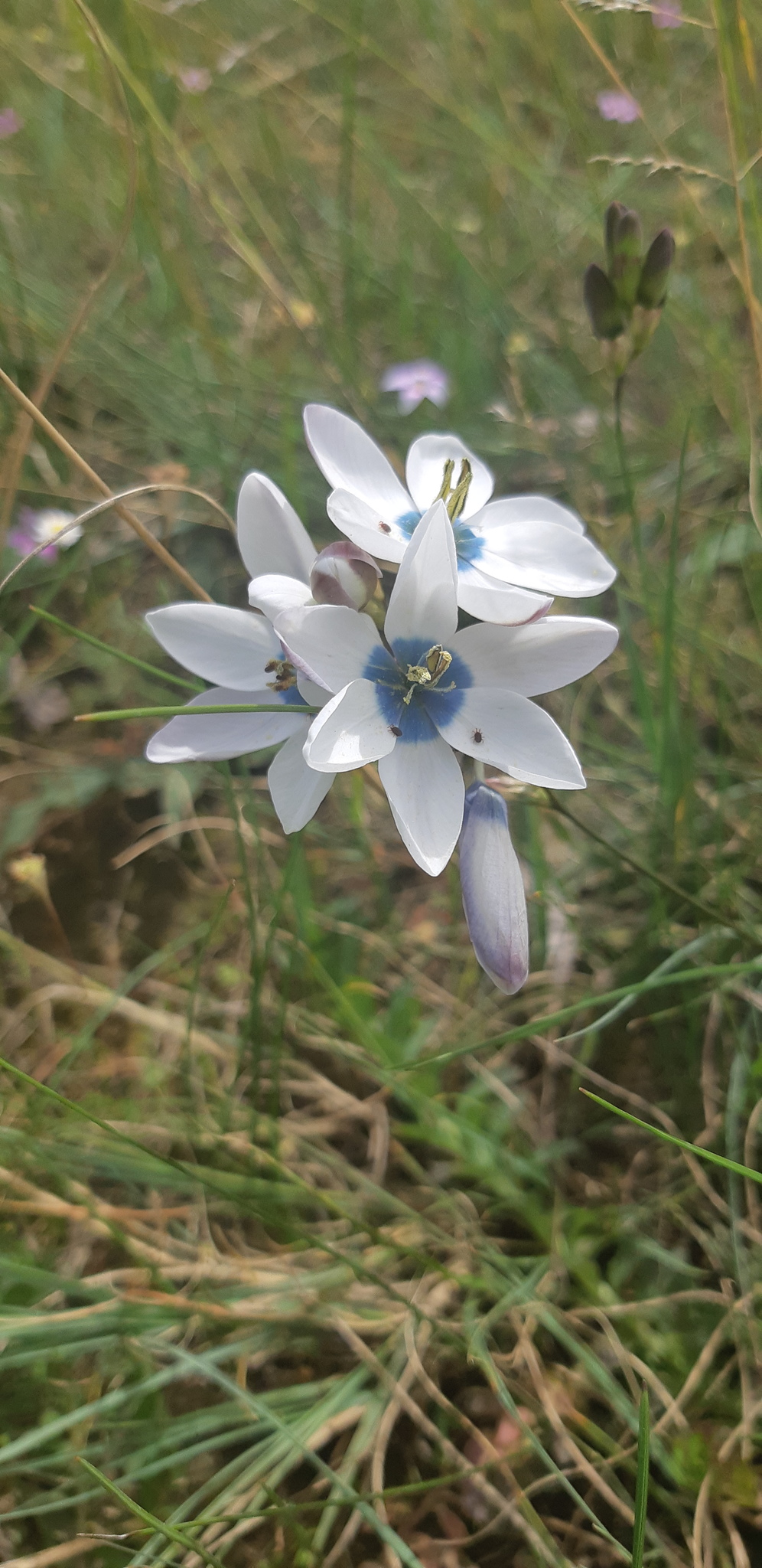 Ixia versicolor G.J.Lewis