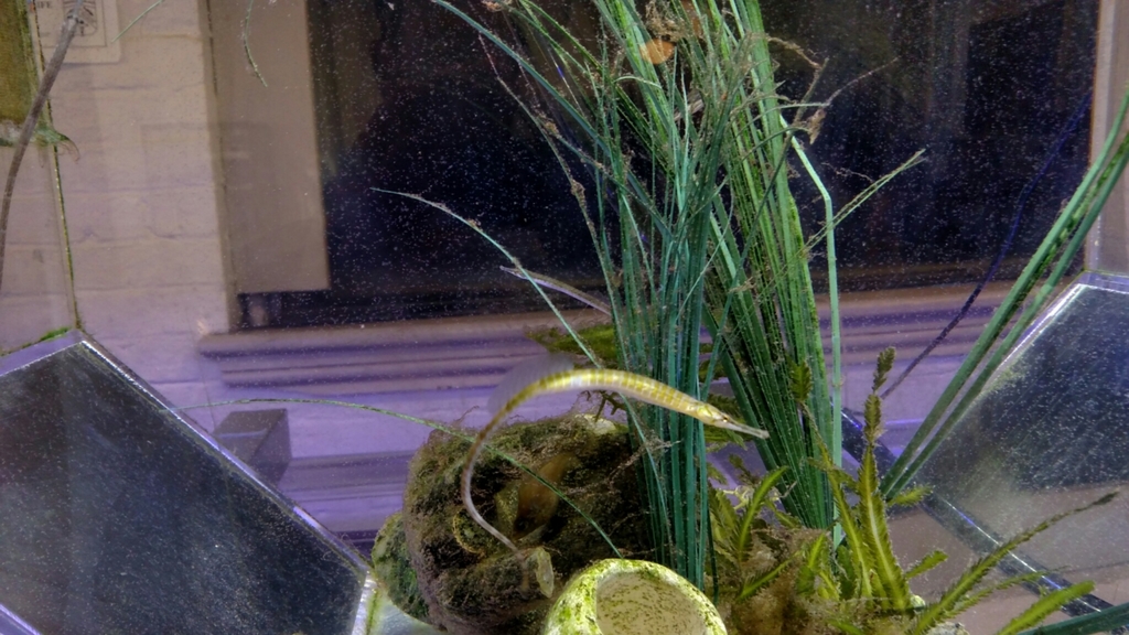 Northern Pipefish (Syngnathus fuscus) - Marine Life Identification