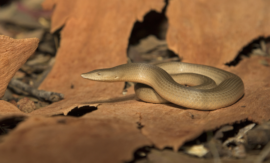 Burton's Snake-lizard in January 2020 by Owen Lishmund · iNaturalist