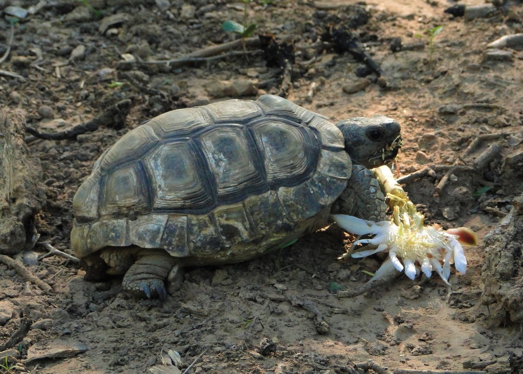 Chaco Tortoise in November 2018 by Carlos Otávio Gussoni · iNaturalist