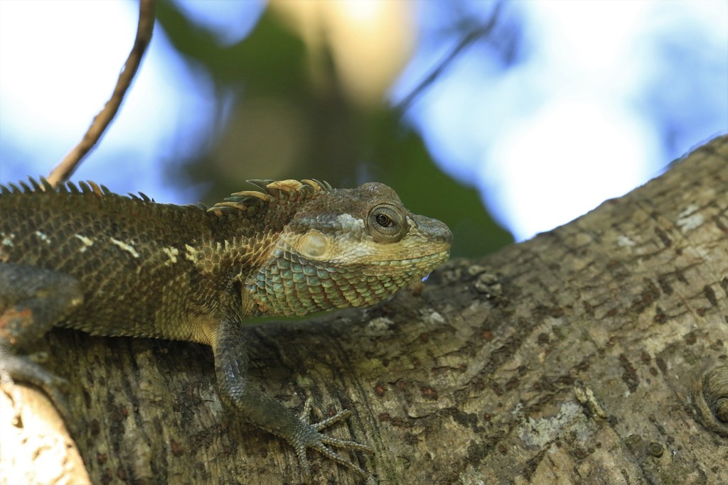 Siamese Blue Crested Lizard from Myingyan, Myanmar (Birma) on December ...