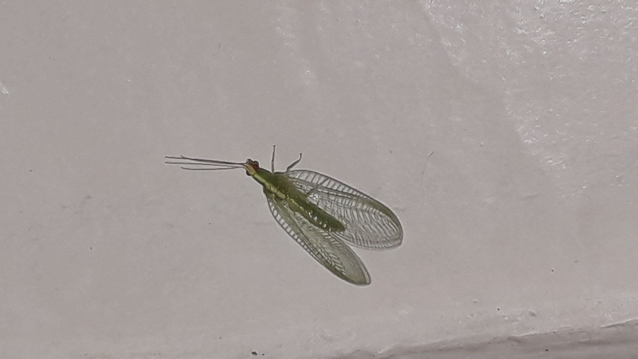 Chrysoperla externa (Hagen, 1861)