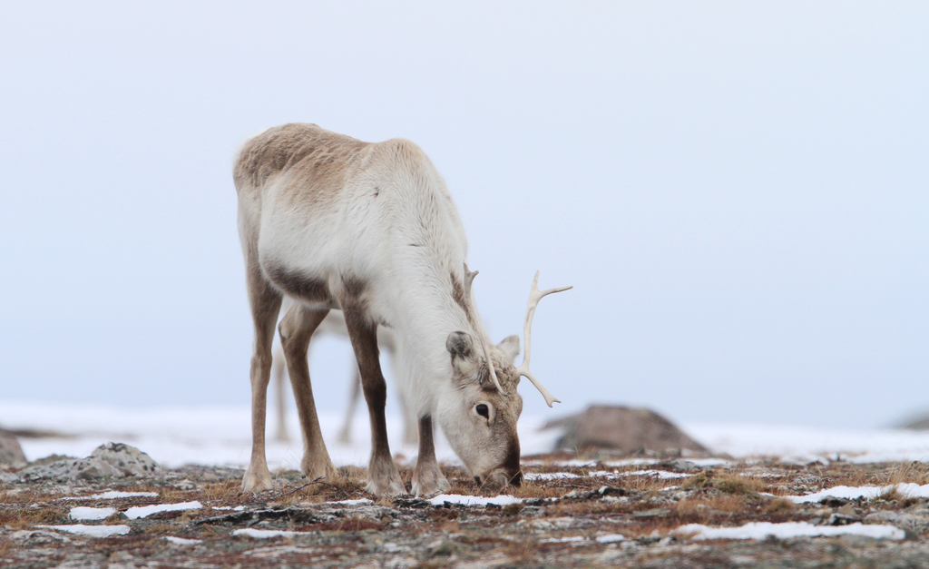 Mountain Reindeer (Rangifer tarandus tarandus) - Know Your Mammals