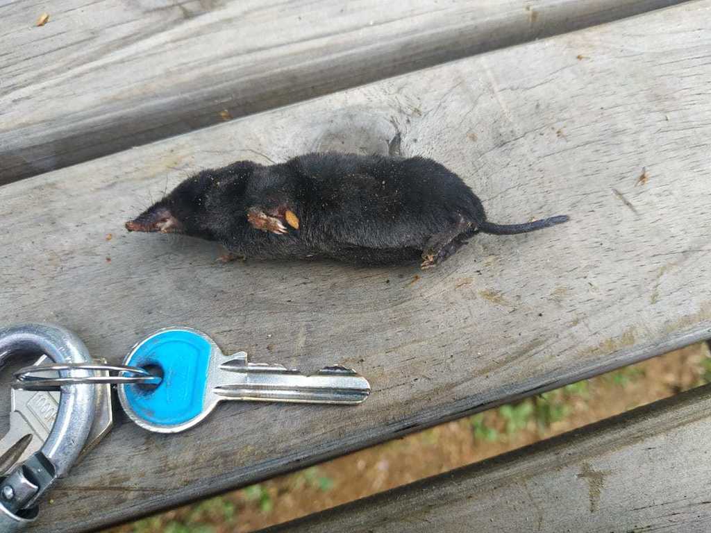 Medellín Small-eared Shrew from Jardín, Antioquia, Colombia on January ...