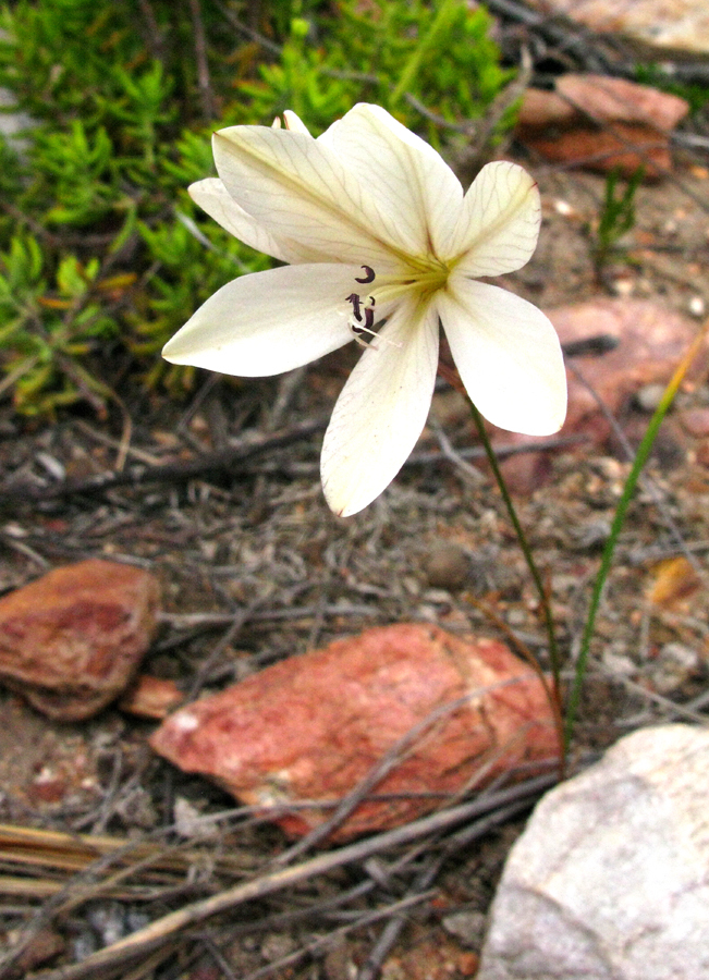 Tritonia bakeri subsp. bakeri