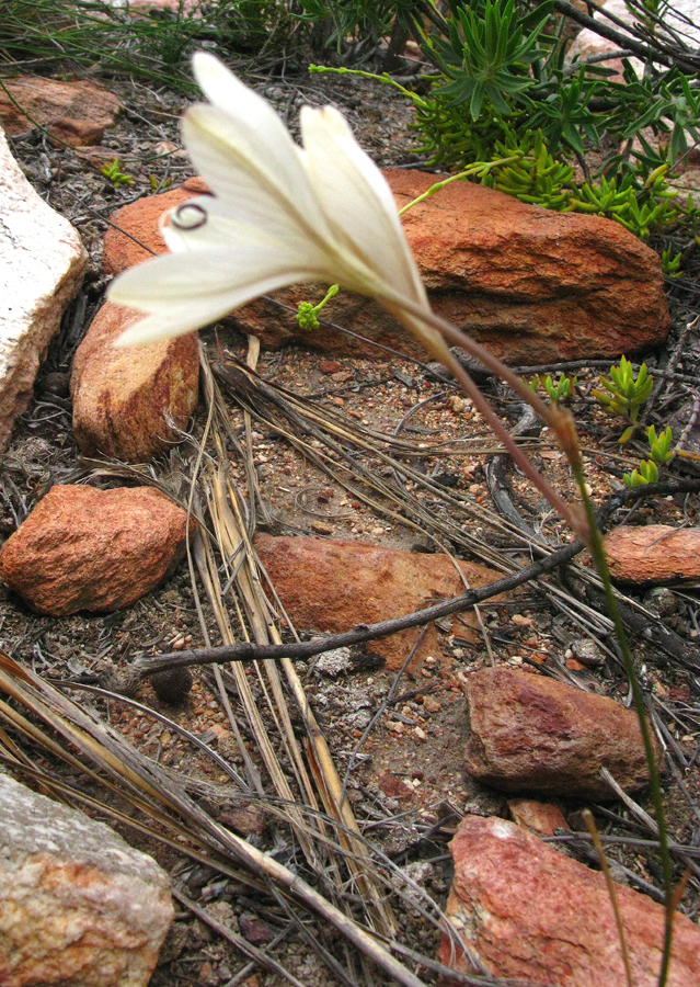 Tritonia bakeri subsp. bakeri