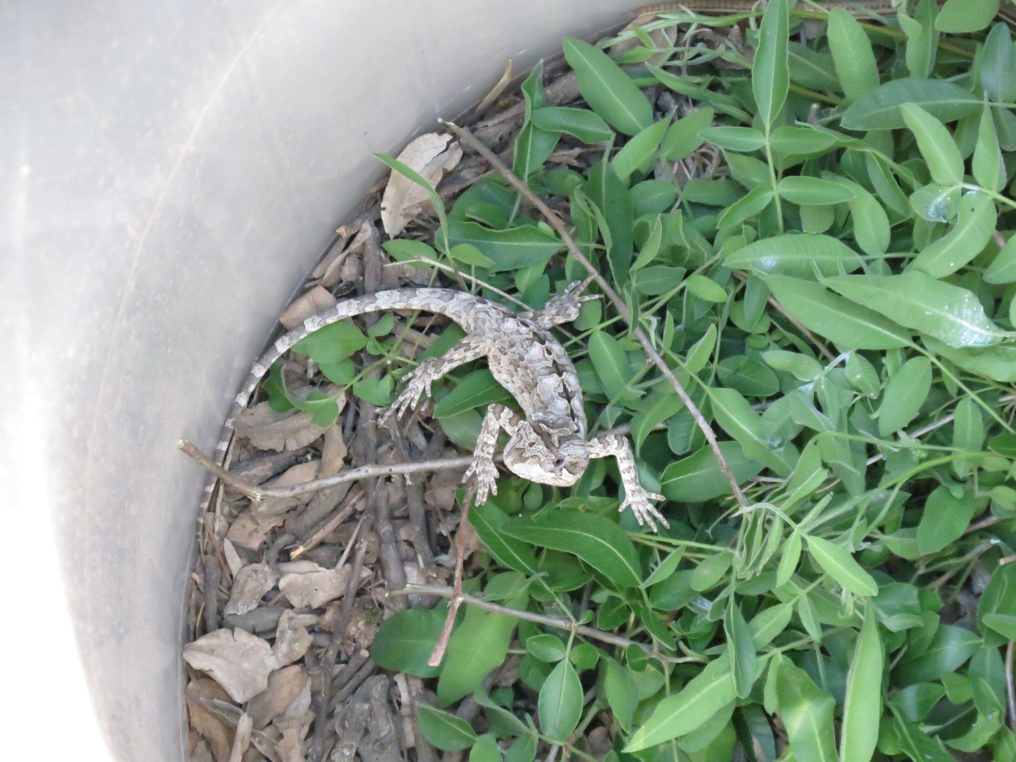 Leiosaurus paronae (Peracca, 1897)