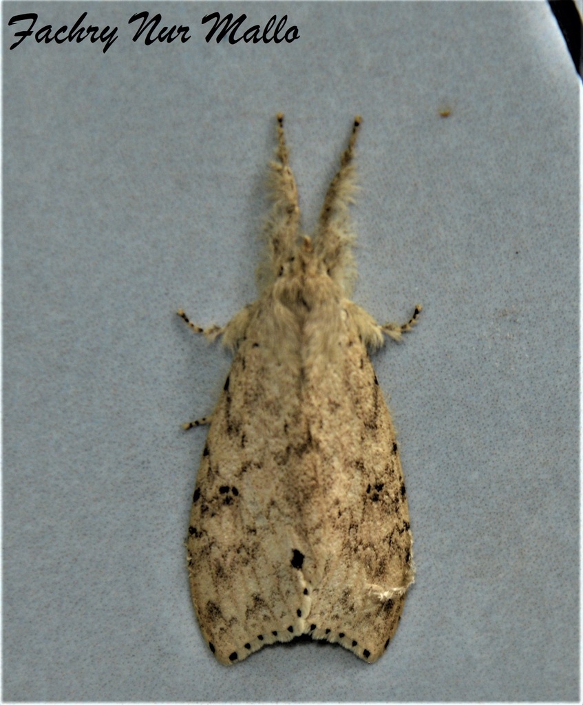 Calliteara angulata from Nupa Bomba, Tanantovea, Donggala Regency ...