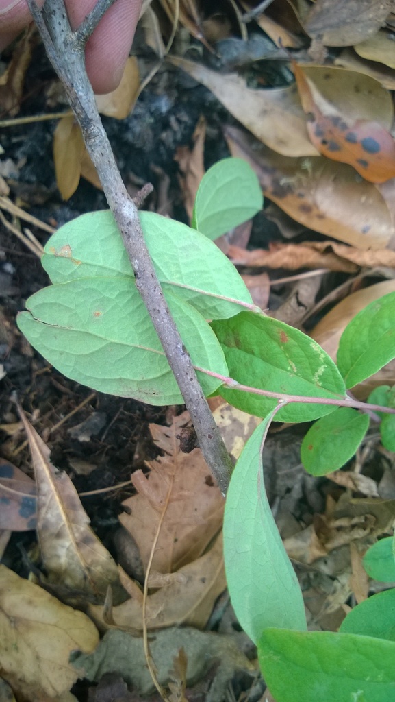 dangleberry (62-340 Facultative Species) · iNaturalist