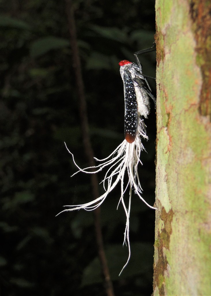 Red-dotted Planthopper from Amazonas, Brasil on April 5, 2010 at 08:40 ...