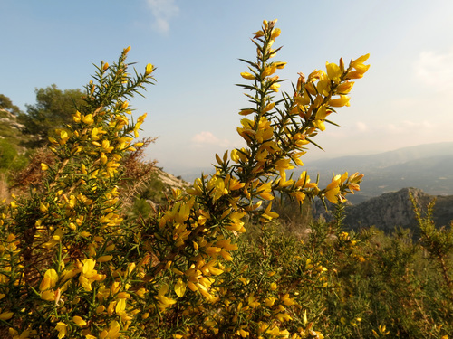 árgoma (Biodiversitat del Pont del Diable) · iNaturalist