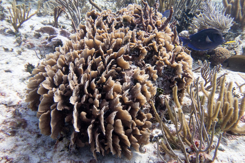 Thin Leaf Lettuce Coral in November 2018 by rbcaribemexicano. PROCER, 2018 · iNaturalist