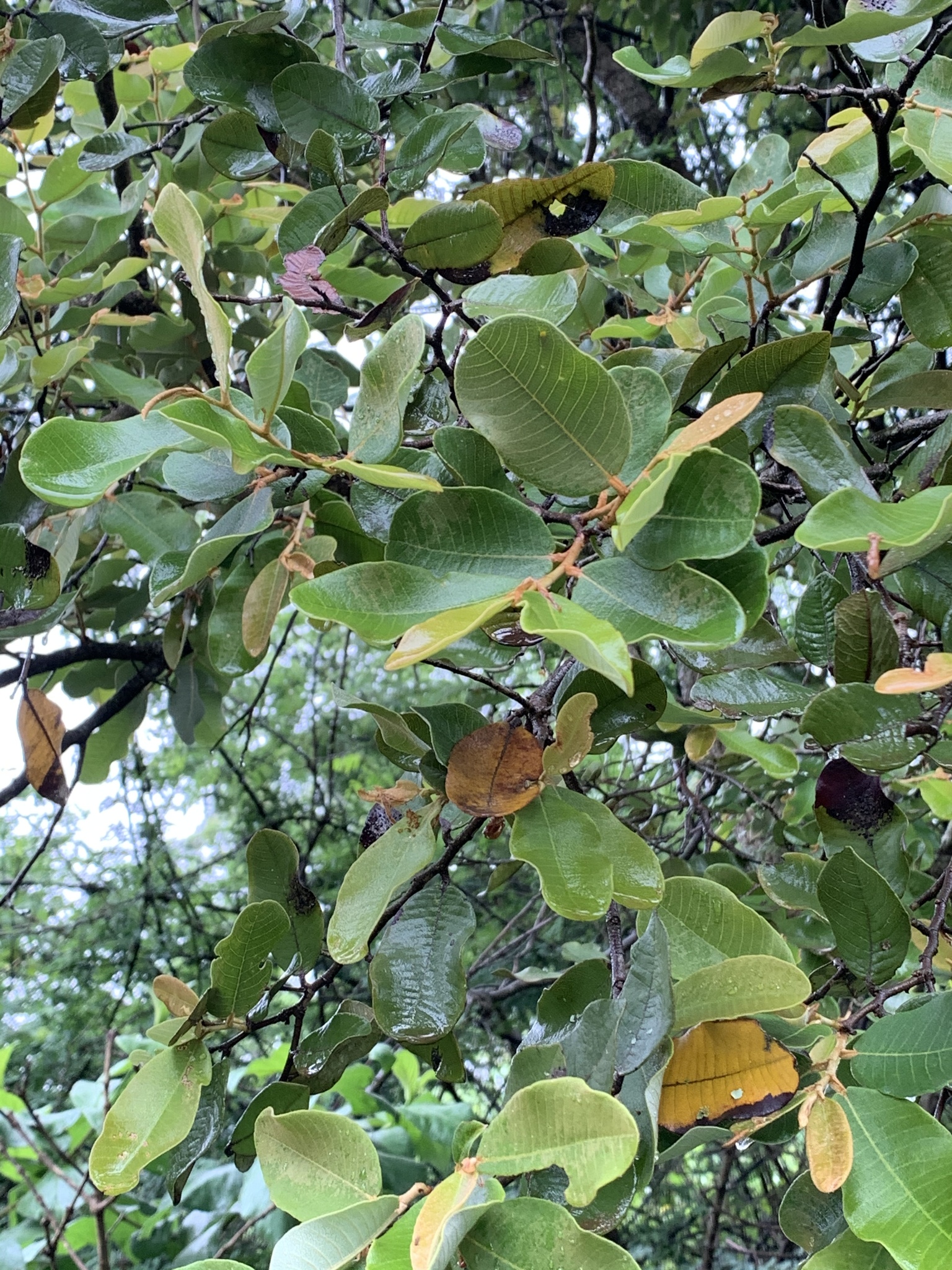 Parinari curatellifolia Planch. ex Benth.