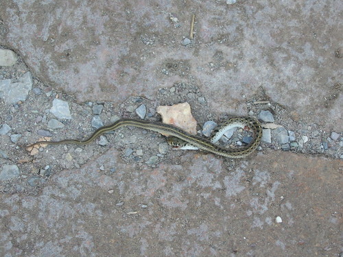 Buff Striped Keelback (Amphiesma stolatum) - Snakes and Lizards