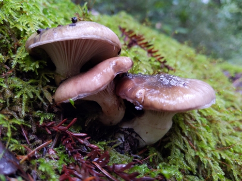 Slizákovité (Gomphidiaceae)