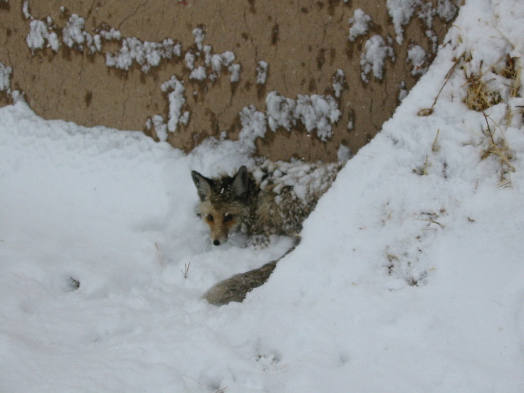 Red Fox from Yakawlang, Afghanistan on February 15, 2003 at 05:46 AM by ...