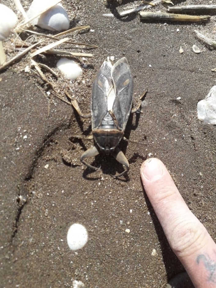 Lethocerus annulipes from Balneario Pehuén-Có on January 22, 2020 by el ...