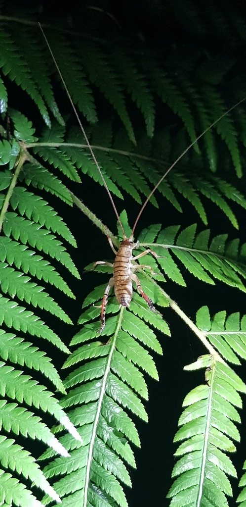 Auckland Tree Weta from Mercury Islands, New Zealand on January 22 ...