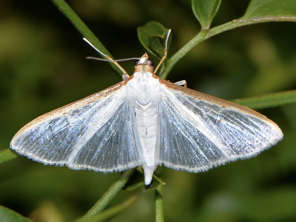 Palpita Moths from Perth WA, Australia on December 17, 2025 at 08:17 PM ...