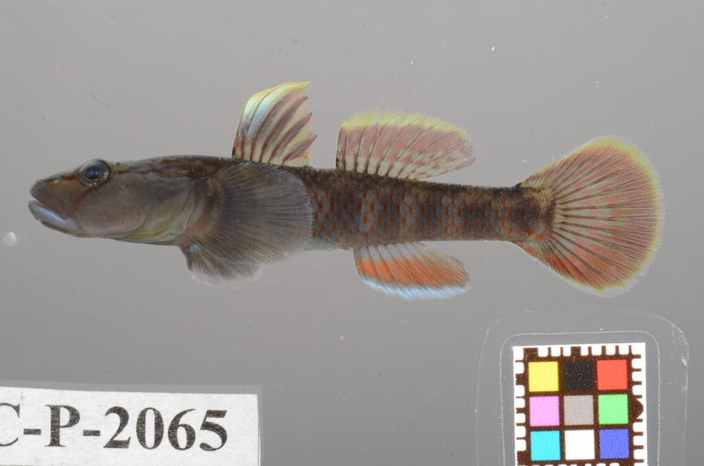 Rhinogobies in December 2025 by r-fujii · iNaturalist