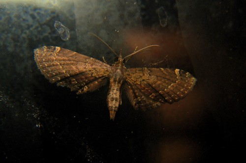 Genus Girida · iNaturalist