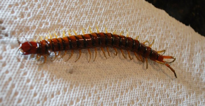 Caribbean Giant Centipede from Upper Prince's Quarter, Sint Maarten on ...
