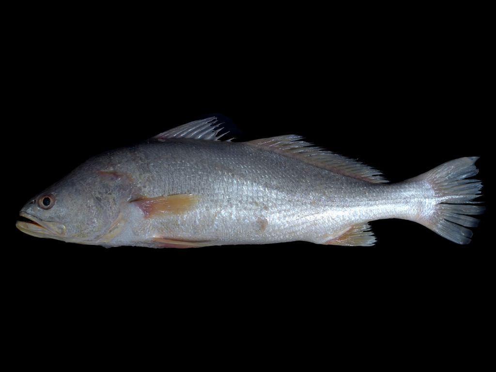 Acoupa Weakfish (CMAS Spearfishing 2025) · iNaturalist