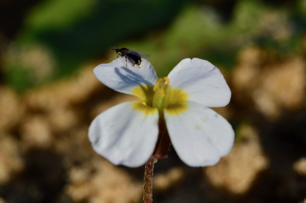 Minute Black Scavenger Flies from Hofit, Israel on January 11, 2020 at ...