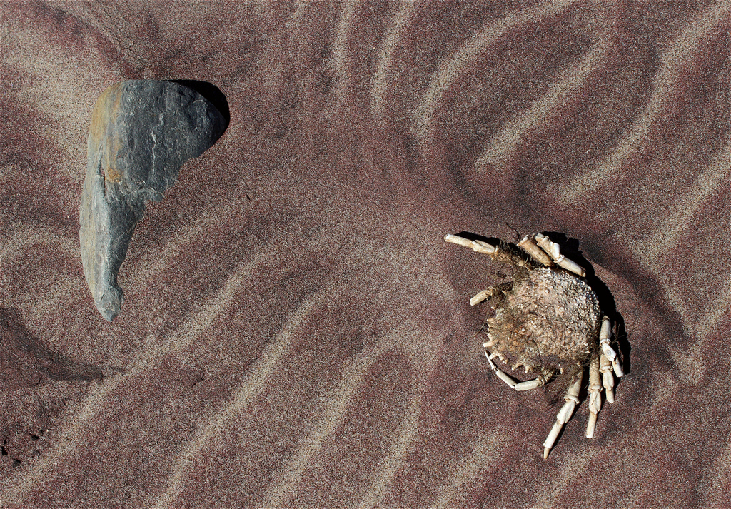 Spider Crabs and Decorator Crabs from Kunene, Namibia on October 15 ...