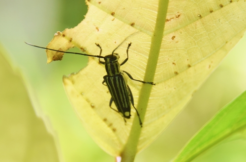 Glenea iligana · iNaturalist United Kingdom