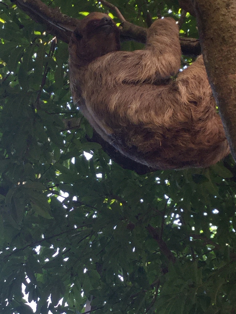 Brown-throated Three-toed Sloth from Caribbean Sea, Roatan, Bay Islands ...