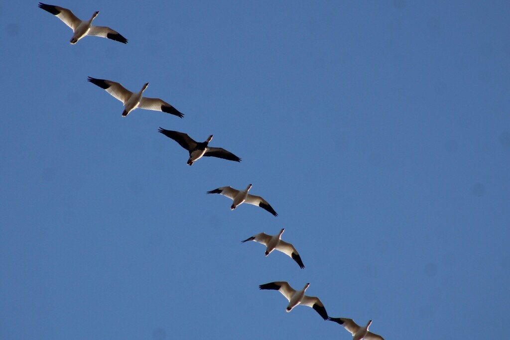 Ross's Goose from Colorado County, TX, USA on December 10, 2025 at 09: ...