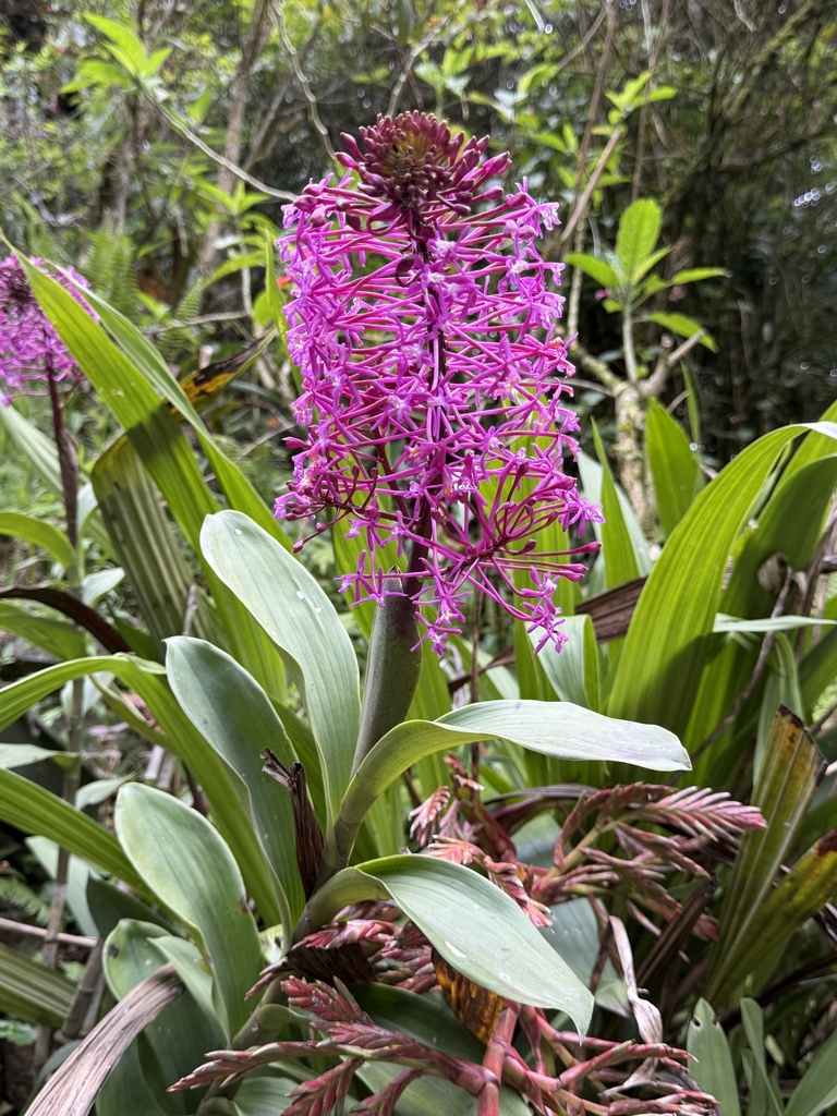 Epidendrum syringothyrsus from Machu Picchu, Peru on October 31, 2025 ...