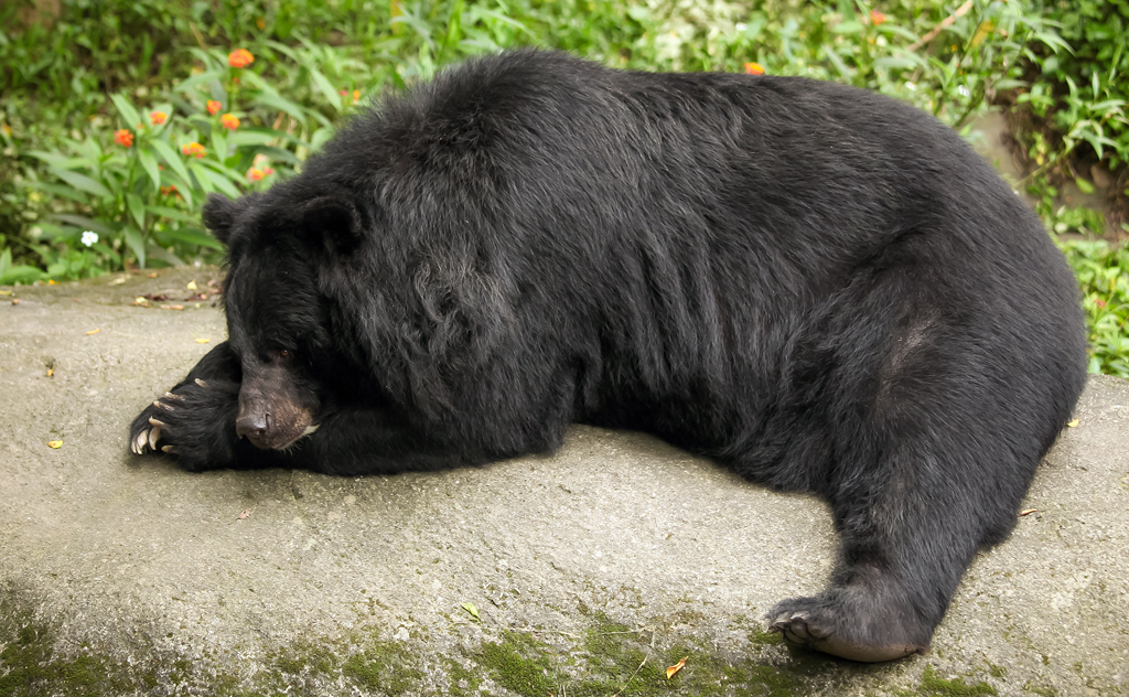 Formosan Black Bear (Ursus thibetanus formosanus) - Know Your Mammals