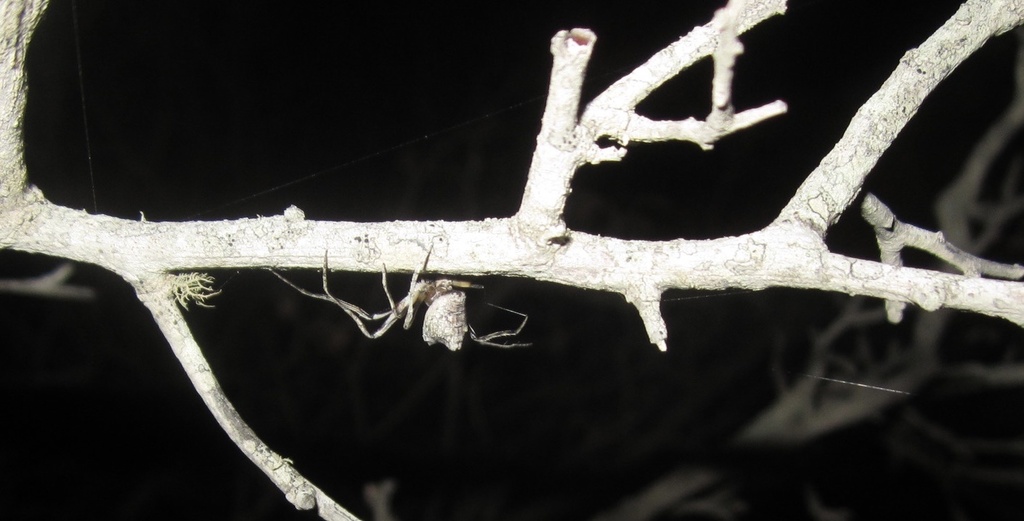 Twig Orb-web Spiders from Springerbaai Coastal Eco Estate, Mossel Bay ...