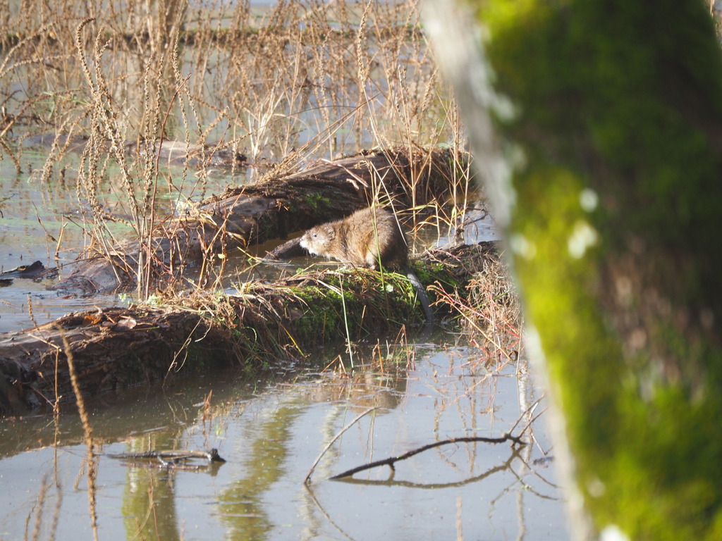 Muskrat from Southeast Portland, Portland, OR, USA on December 19, 2025 ...