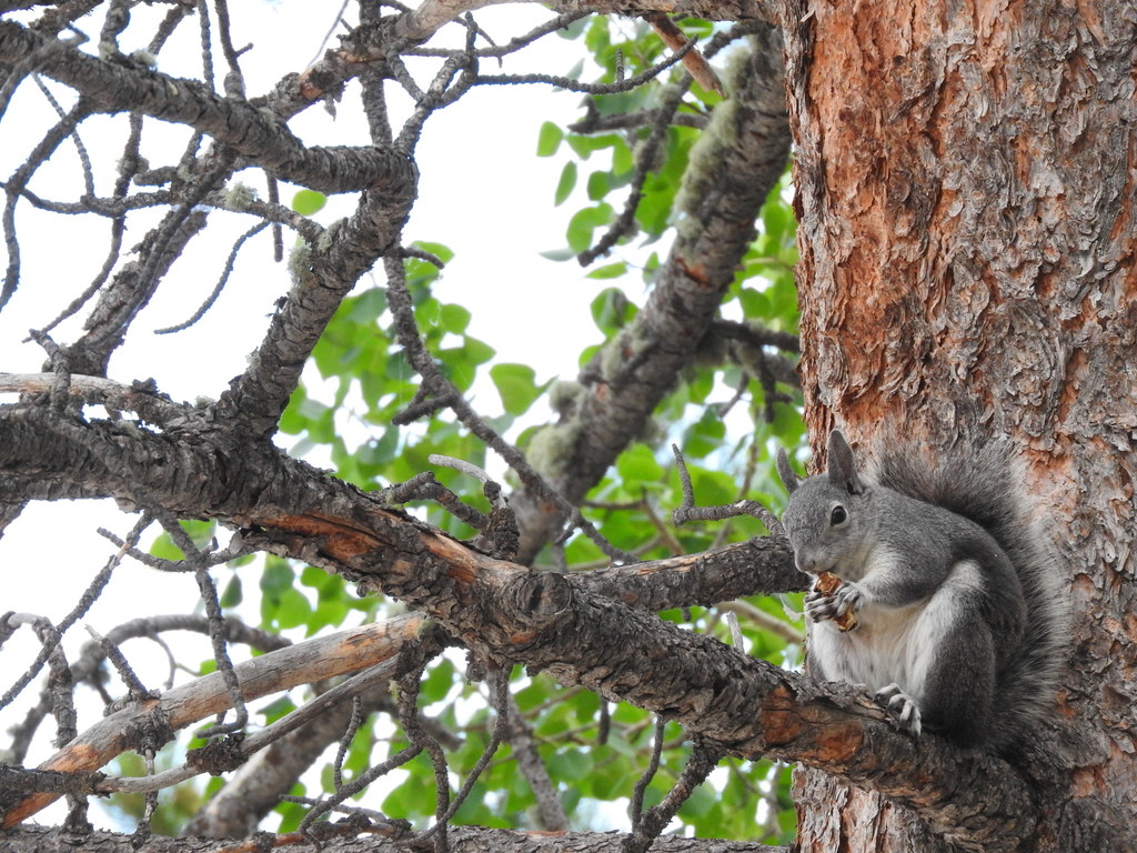 (Sciurus aberti ferreus) - Know Your Mammals