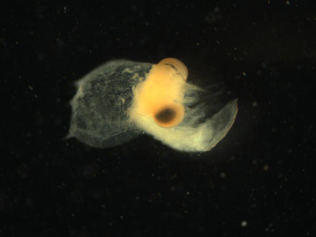 Animals from Norte de Cabo Catoche, México on August 7, 2007 at 04:28 ...