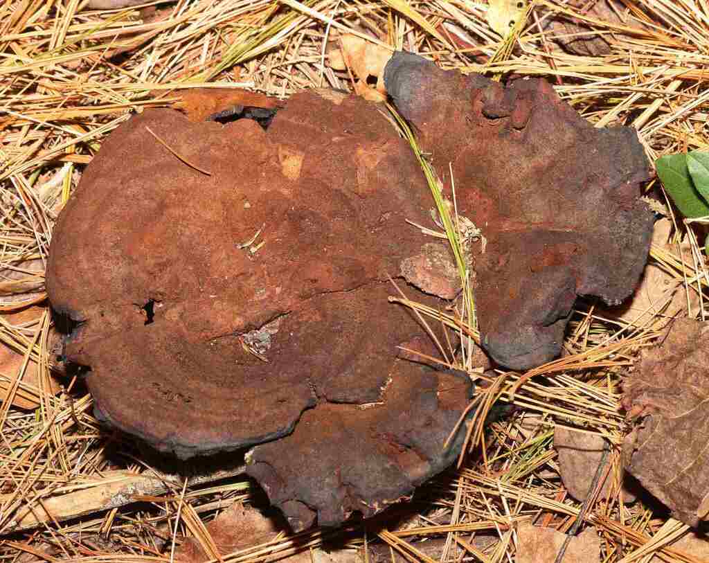 Phaeolus in December 2025 by lynath. Old fruit body near base of dead ...