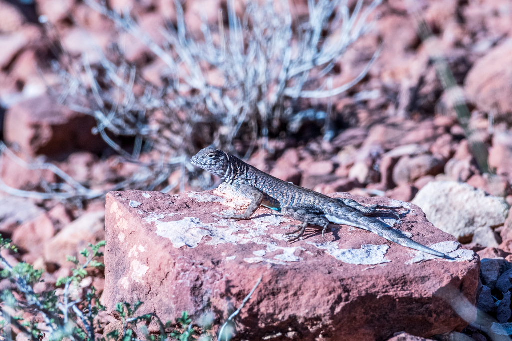 Greater Earless Lizard from Chapel, Sedona, AZ 86336, USA on September ...