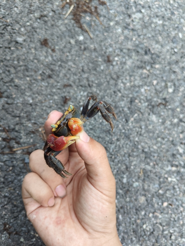 Red-clawed crab from 中国浙江省舟山市普陀区 on June 18, 2025 at 06:03 PM by ...