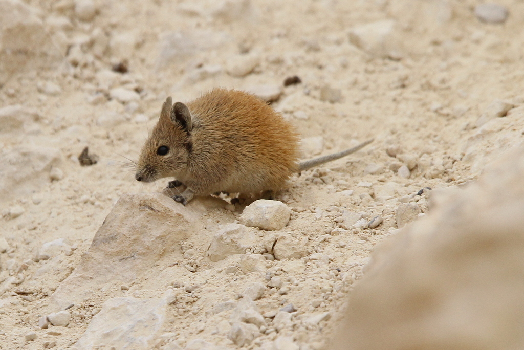 Golden Spiny Mouse from Be'er Sheva, Israel on December 30, 2011 at 02: ...