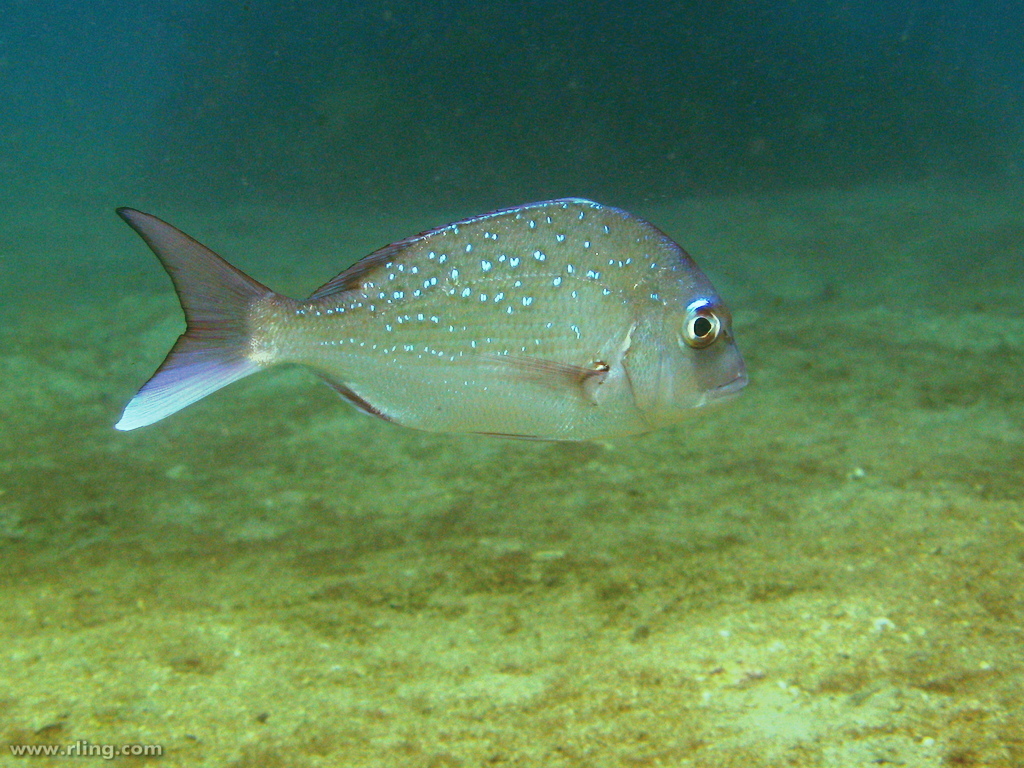 Snapper (Chrysophrys auratus) - Marine Life Identification